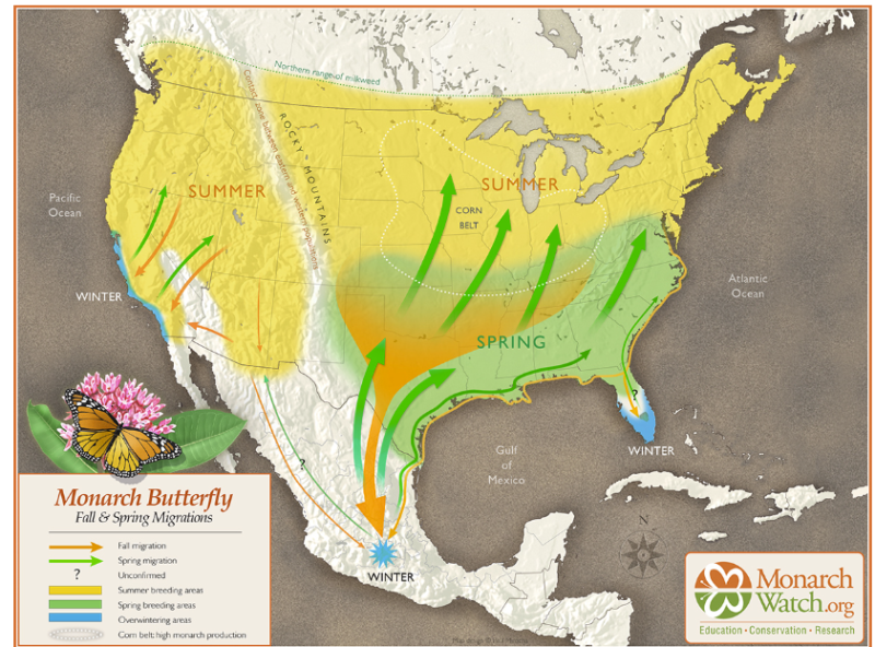 Journey of the Monarch butterflies Mexico- Travels to Savour